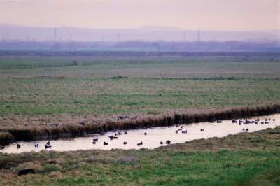 Ribble Estuary National Nature Reserve
